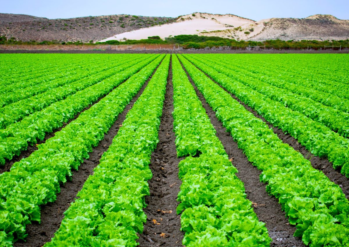 Agronomer: Plataforma chilena centraliza datos clave para una toma de ...