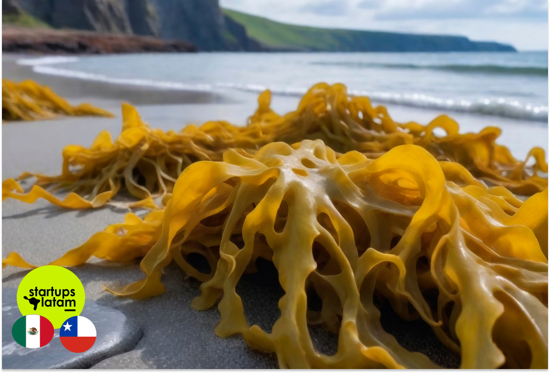 Huiro Regenerativo, Thalasso, Quelp y Coral Bio: la actualidad de ...